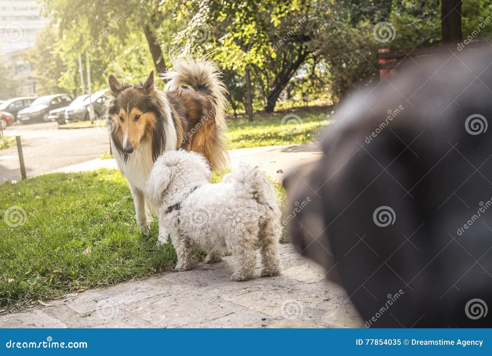 Puppy gossip stock image. Image of puppies, perspective - 77854035