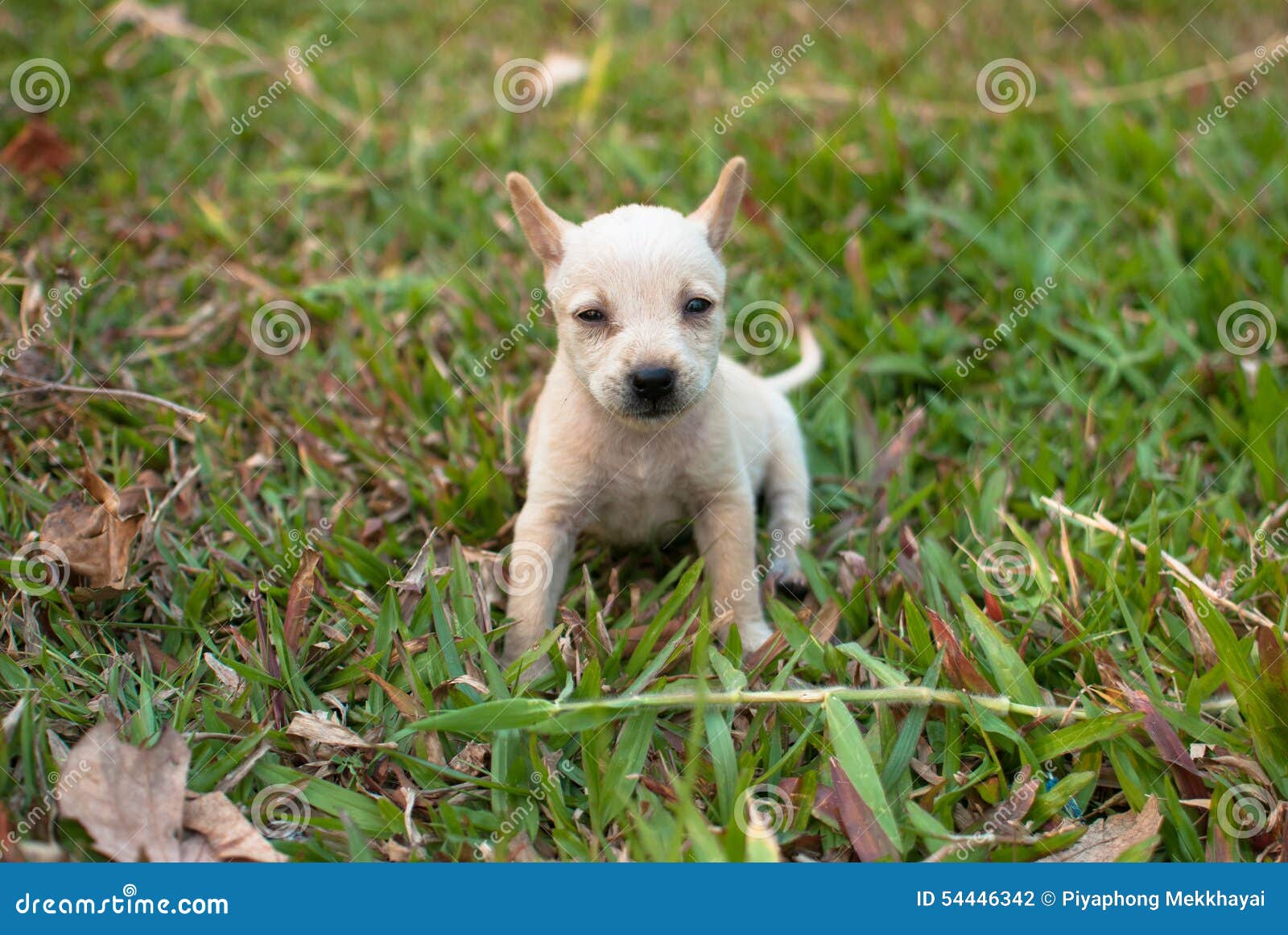 Puppy in grass field stock photo. Image of golden, play - 54446342
