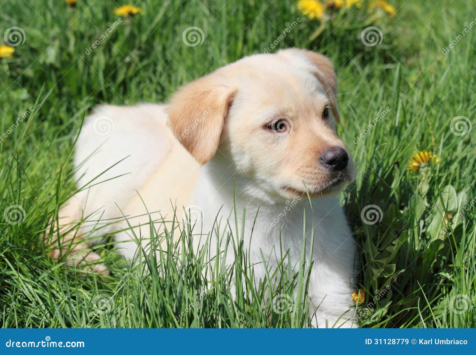 Puppy in grass stock image. Image of spring, nature, beauty - 31128779