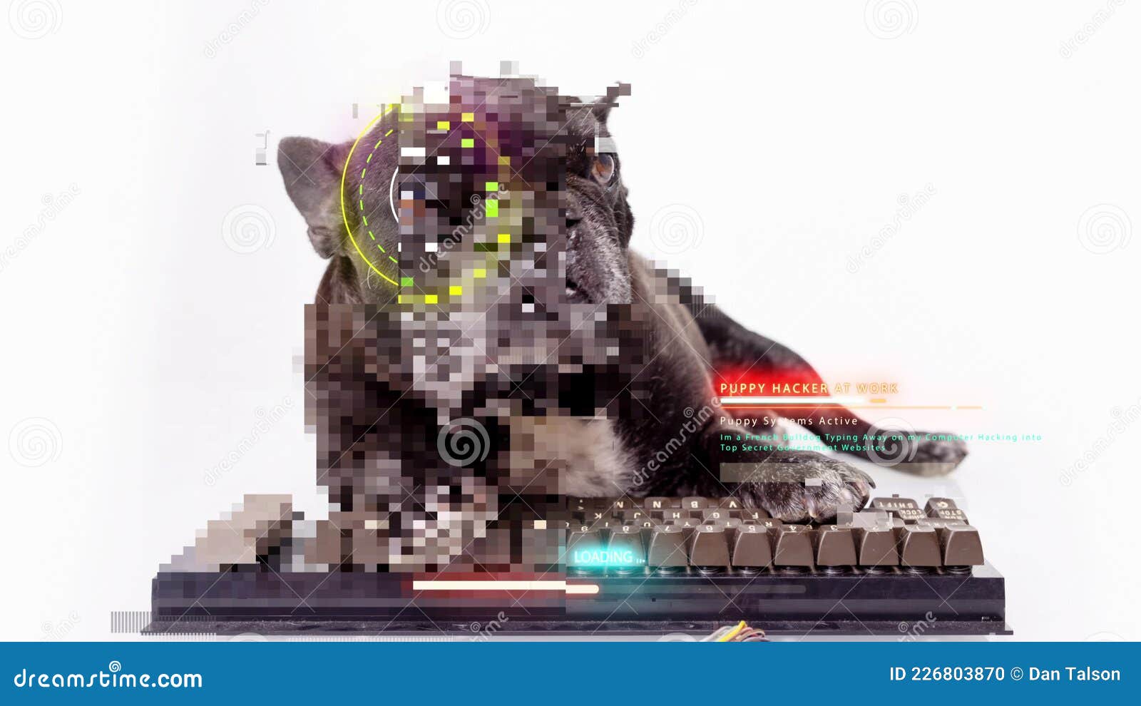 Puppy Hacker with Computer Keyboard Stock Footage - Video of puppy ...