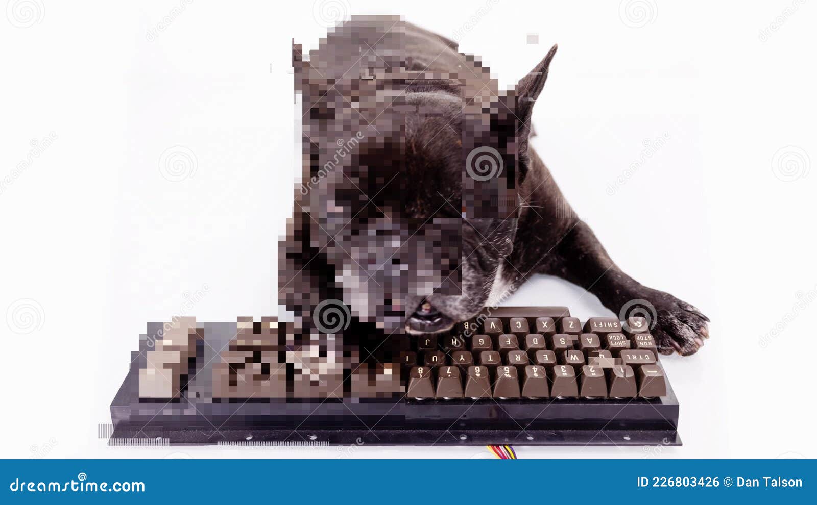 Puppy Hacker with Computer Keyboard Stock Footage - Video of static ...