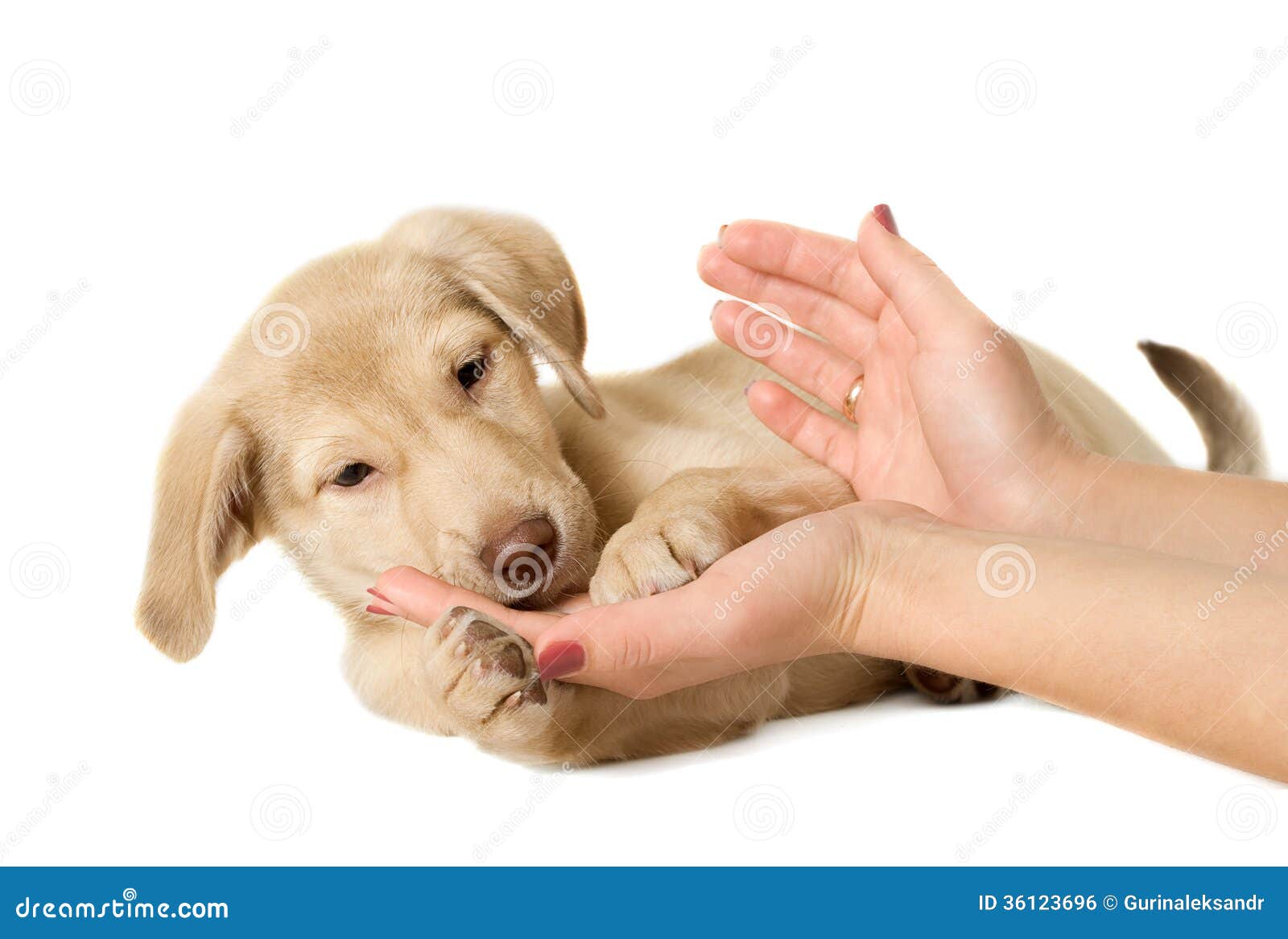 Puppy in hands stock photo. Image of cute, concepts, beige - 36123696