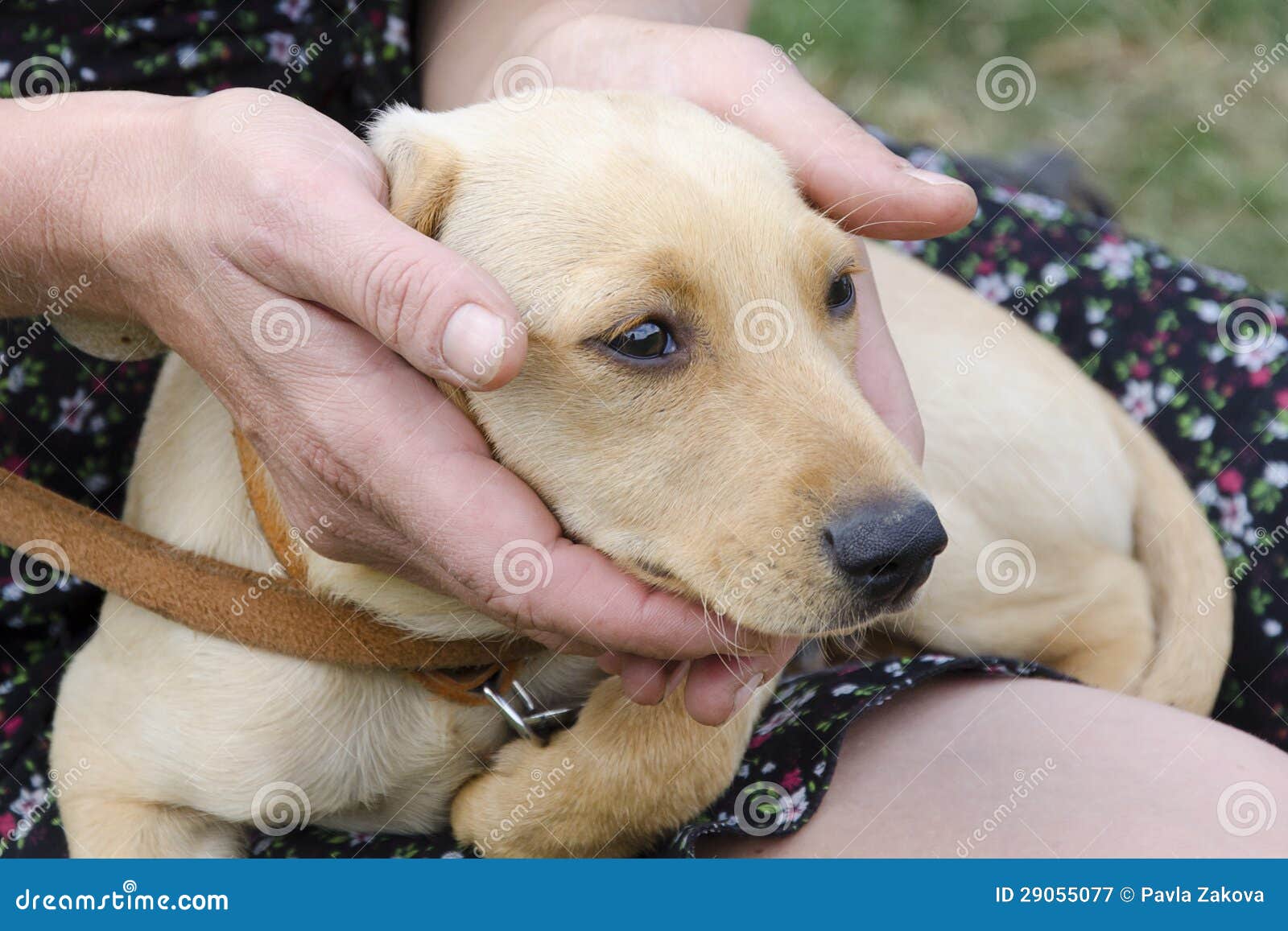 Scared Labrador Puppy Dressed In Cowboy Royalty-Free Stock Photography ...