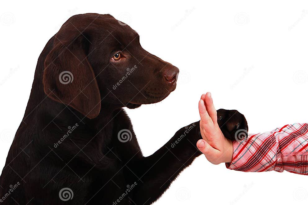 Puppy High 5 stock image. Image of train, studio, brown - 4740643