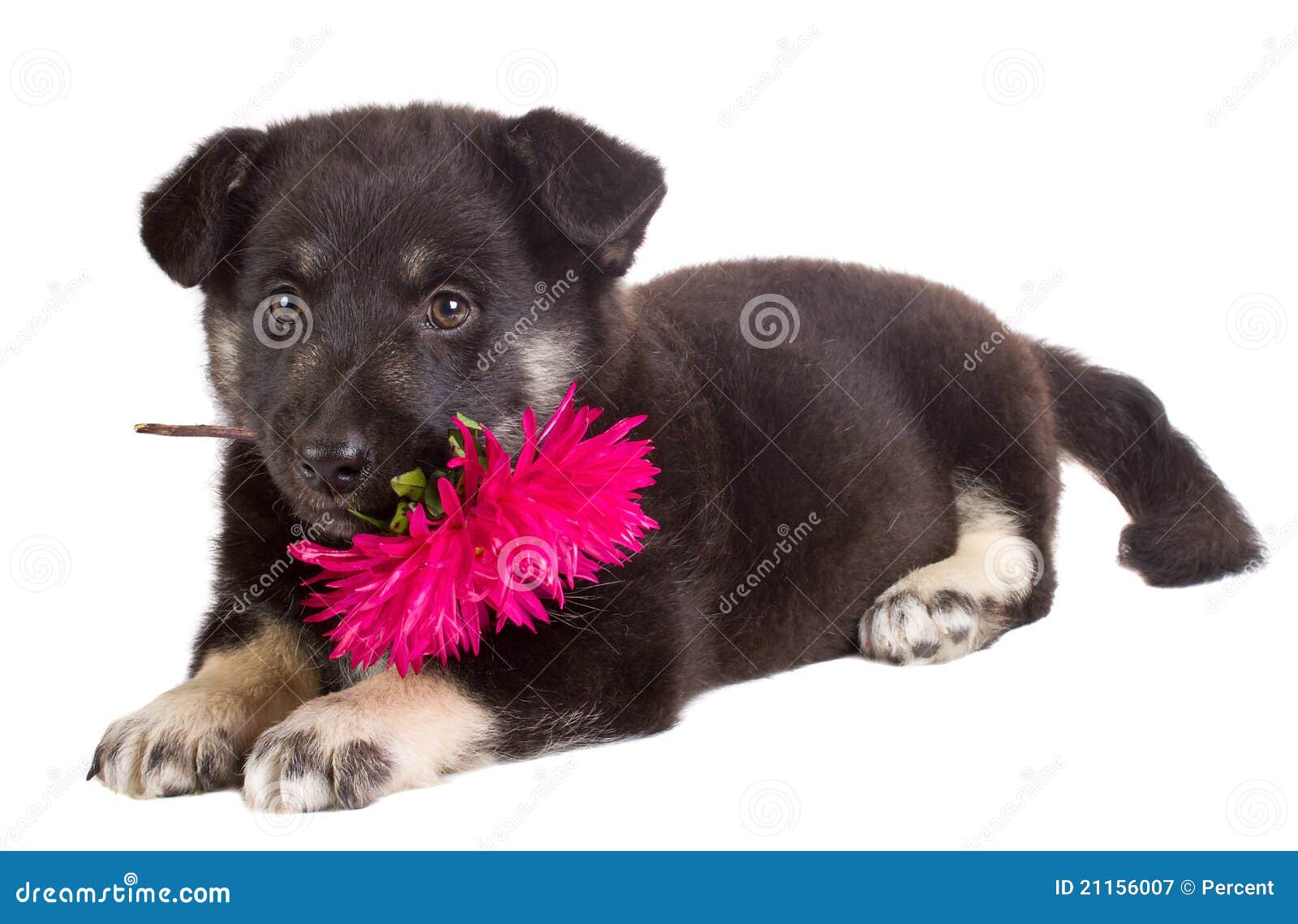 Puppy holding flower stock image. Image of furry, flower - 21156007