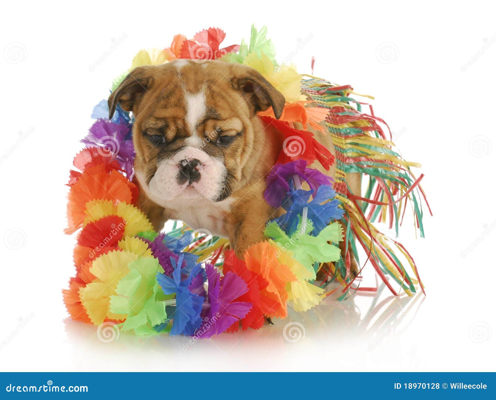 Puppy hula dancer stock photo. Image of dancer, islander - 18970128