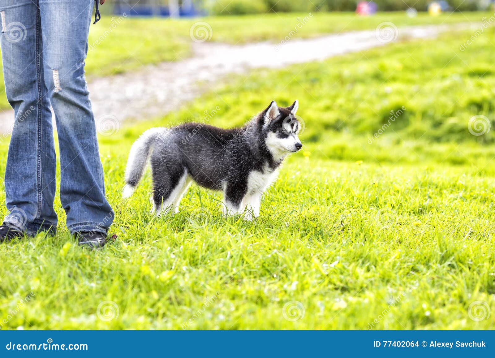 Puppy Husky at the Feet of the Master Stock Photo - Image of hasky ...