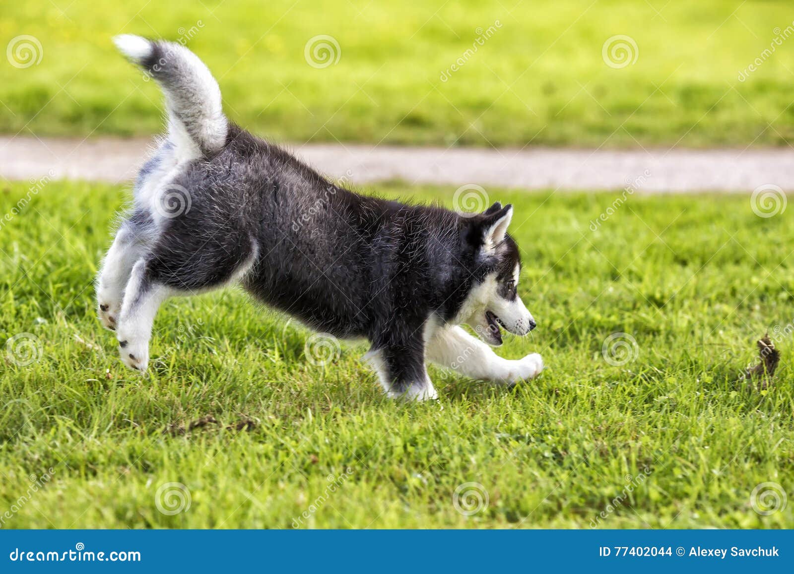 Puppy husky jump stock photo. Image of looking, animal - 77402044