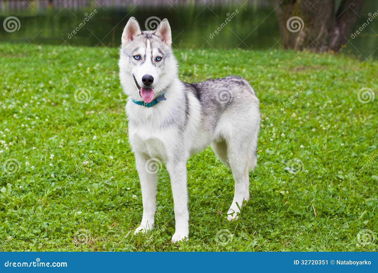 The Puppy Husky, Standing on a Grass Stock Image - Image of siberian ...