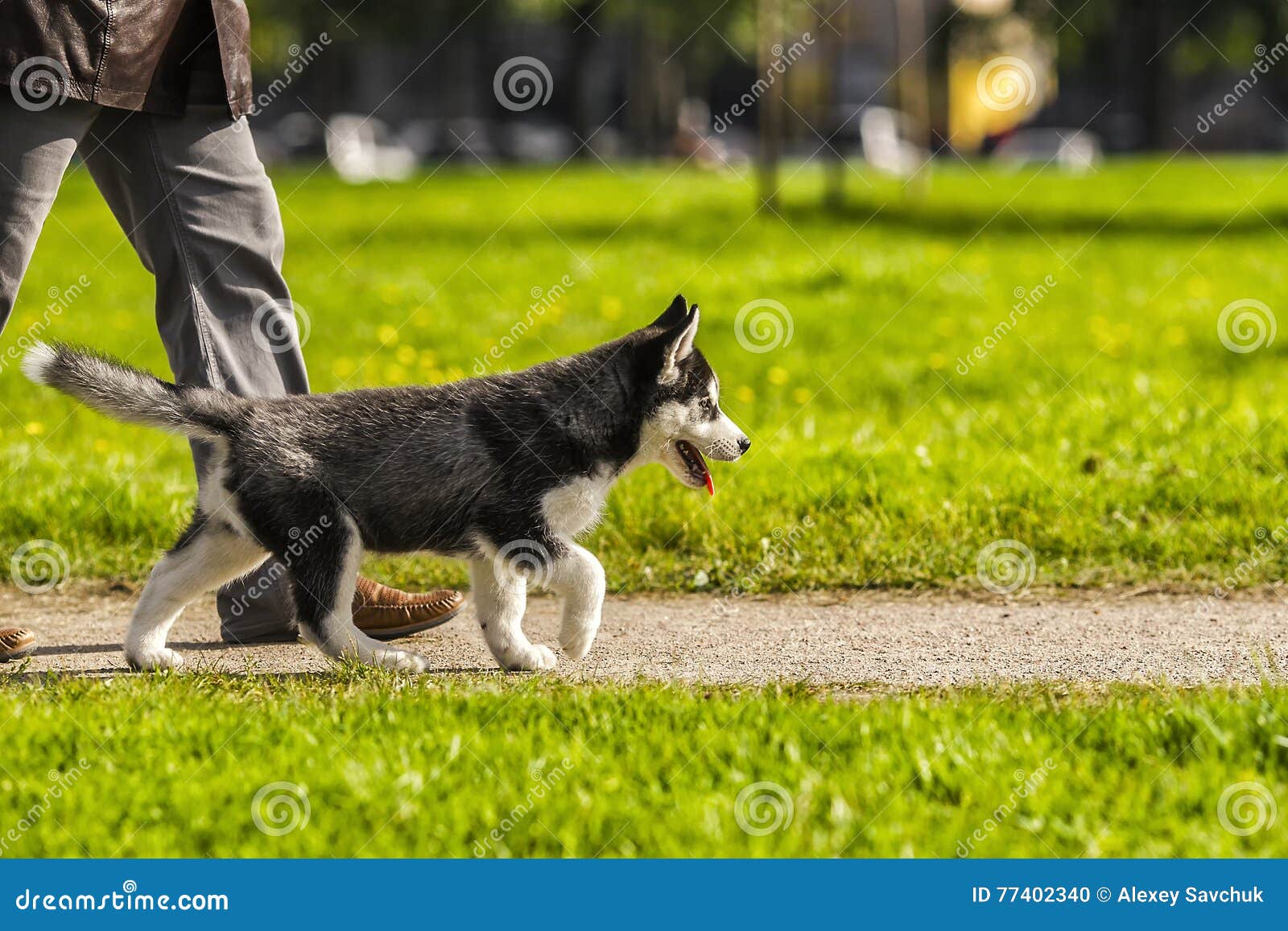 Puppy Husky Walking Along the Road at the Feet of the Master Stock ...