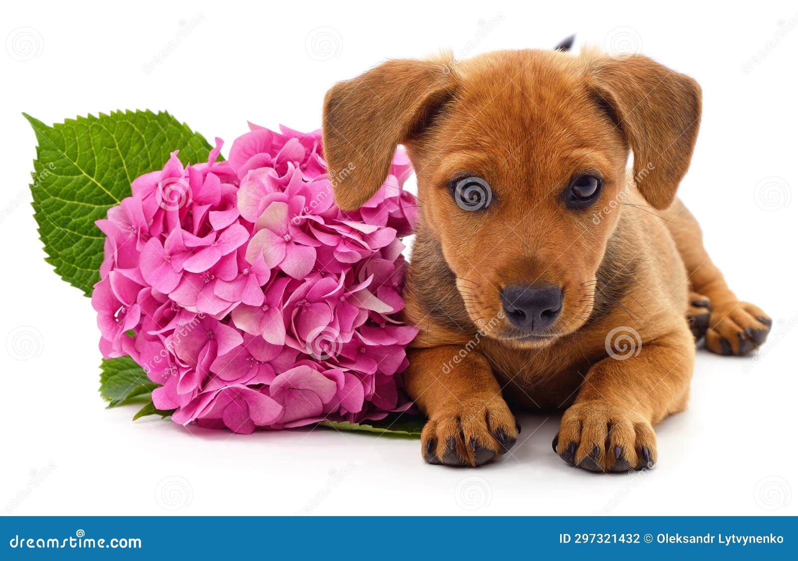 Puppy and hydrangea stock photo. Image of isolated, garden - 297321432
