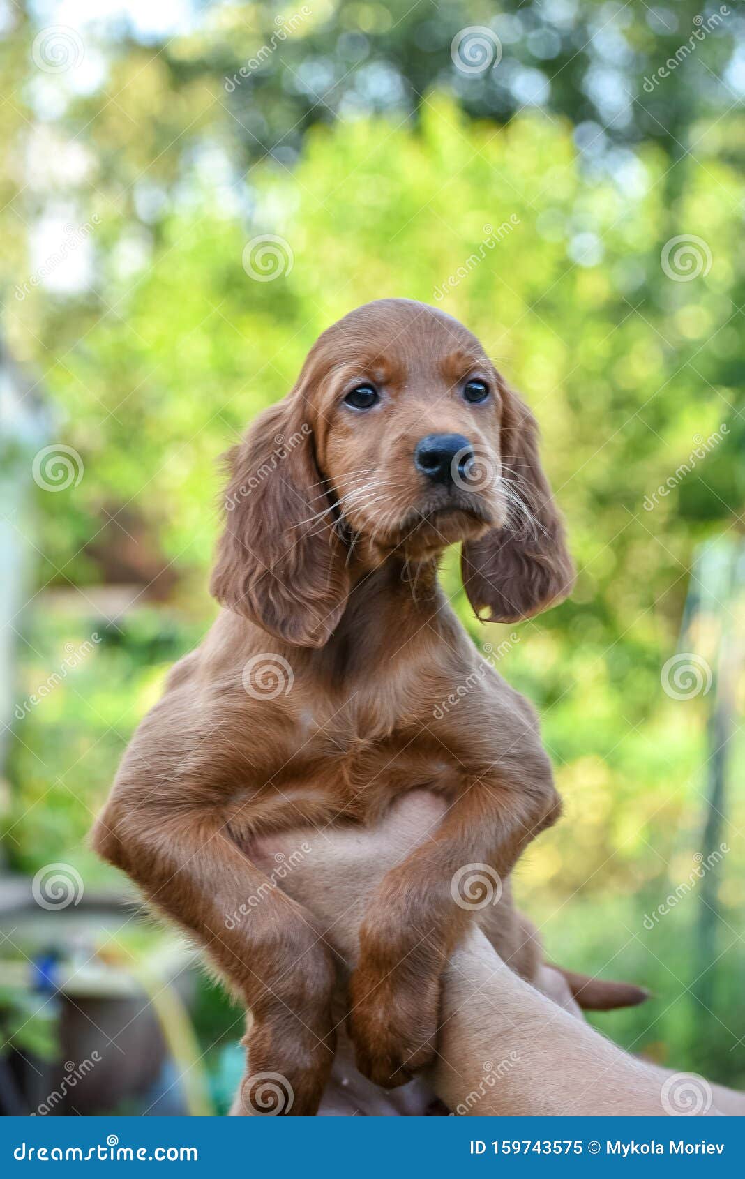 Puppy of Irish Red Setter. Looking on the Camera Stock Image - Image of ...
