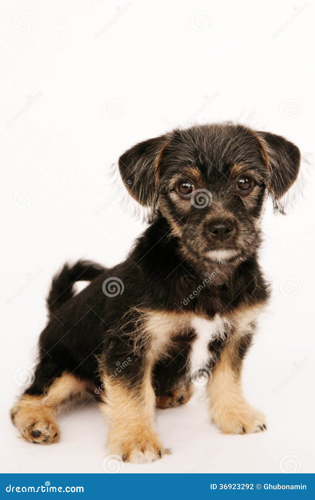 Puppy Isolated Isolated on White Stock Photo - Image of zoology, cutout ...