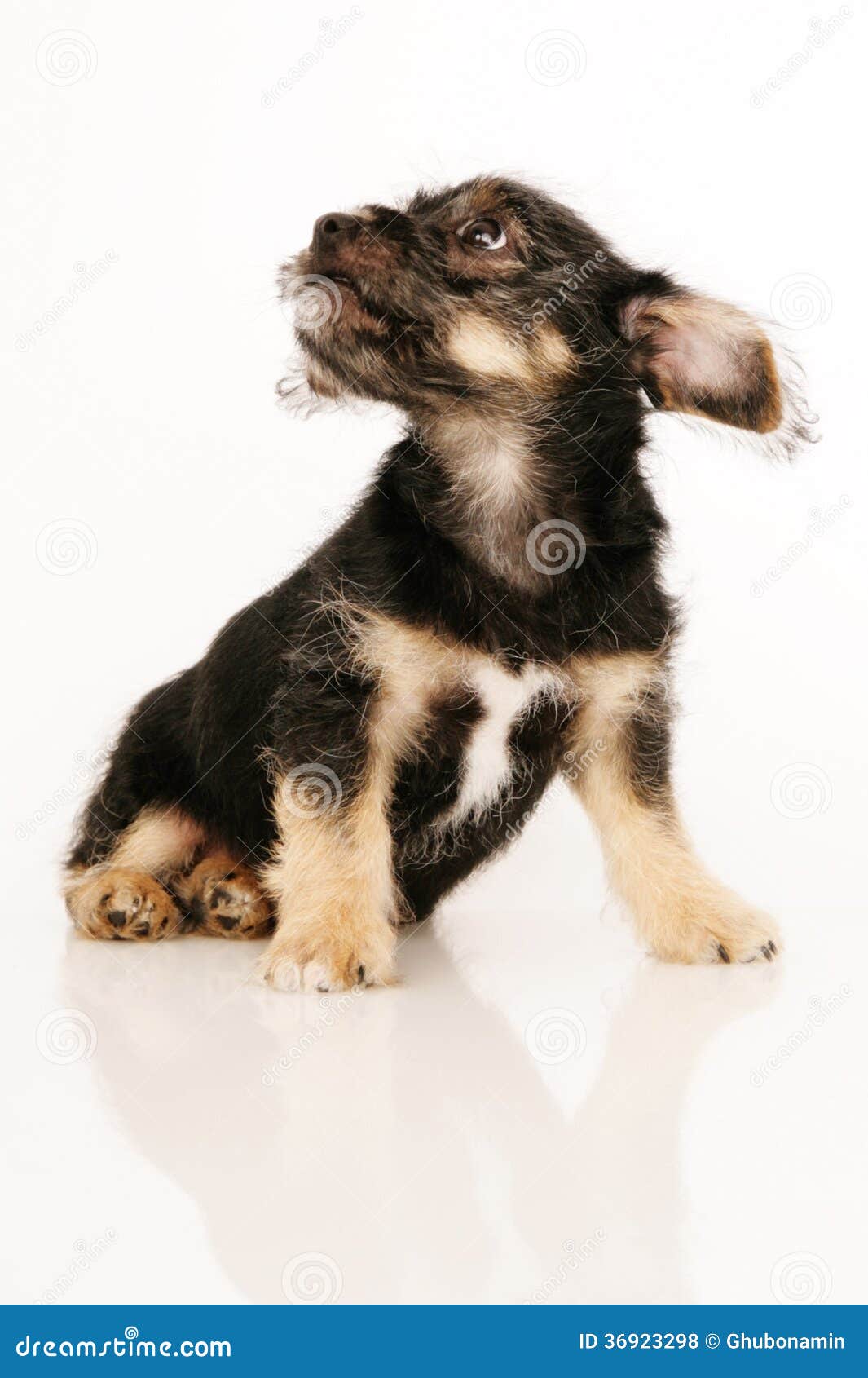 Puppy Isolated Isolated on White Stock Photo - Image of whelp ...