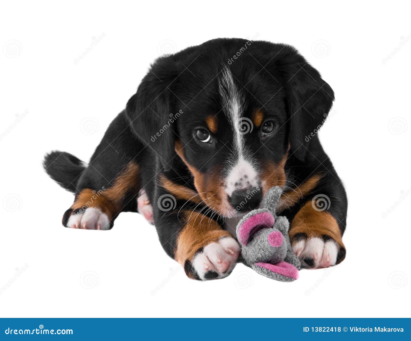 Puppy isolated on white stock photo. Image of animals - 13822418