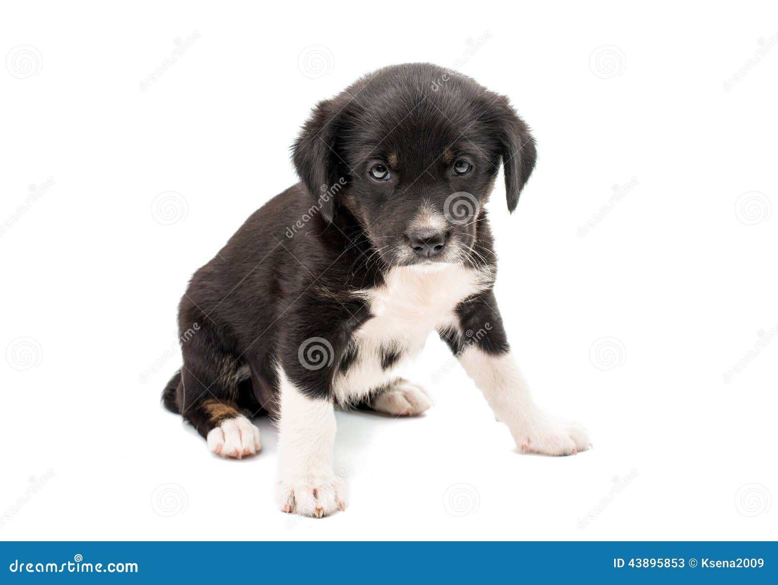 Puppy isolated stock image. Image of background, copy - 43895853