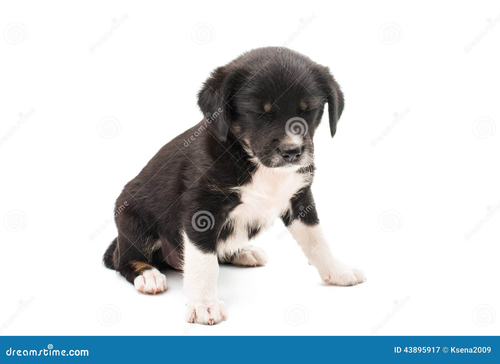 Puppy isolated stock image. Image of adorable, isolated - 43895917