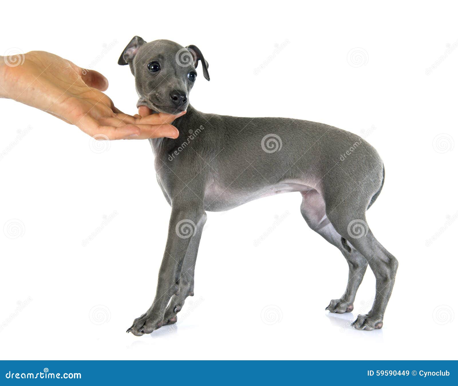Puppy Italiaanse windhond stock afbeelding. Image of vier - 59590449