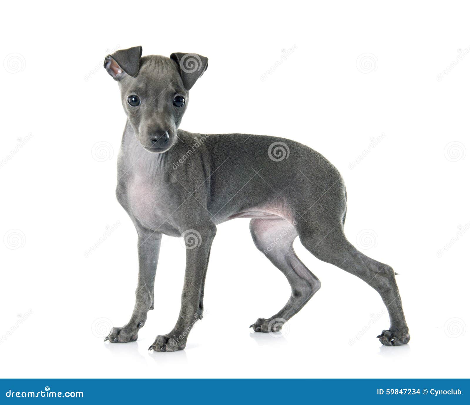Puppy Italiaanse windhond stock foto. Image of grijs - 59847234