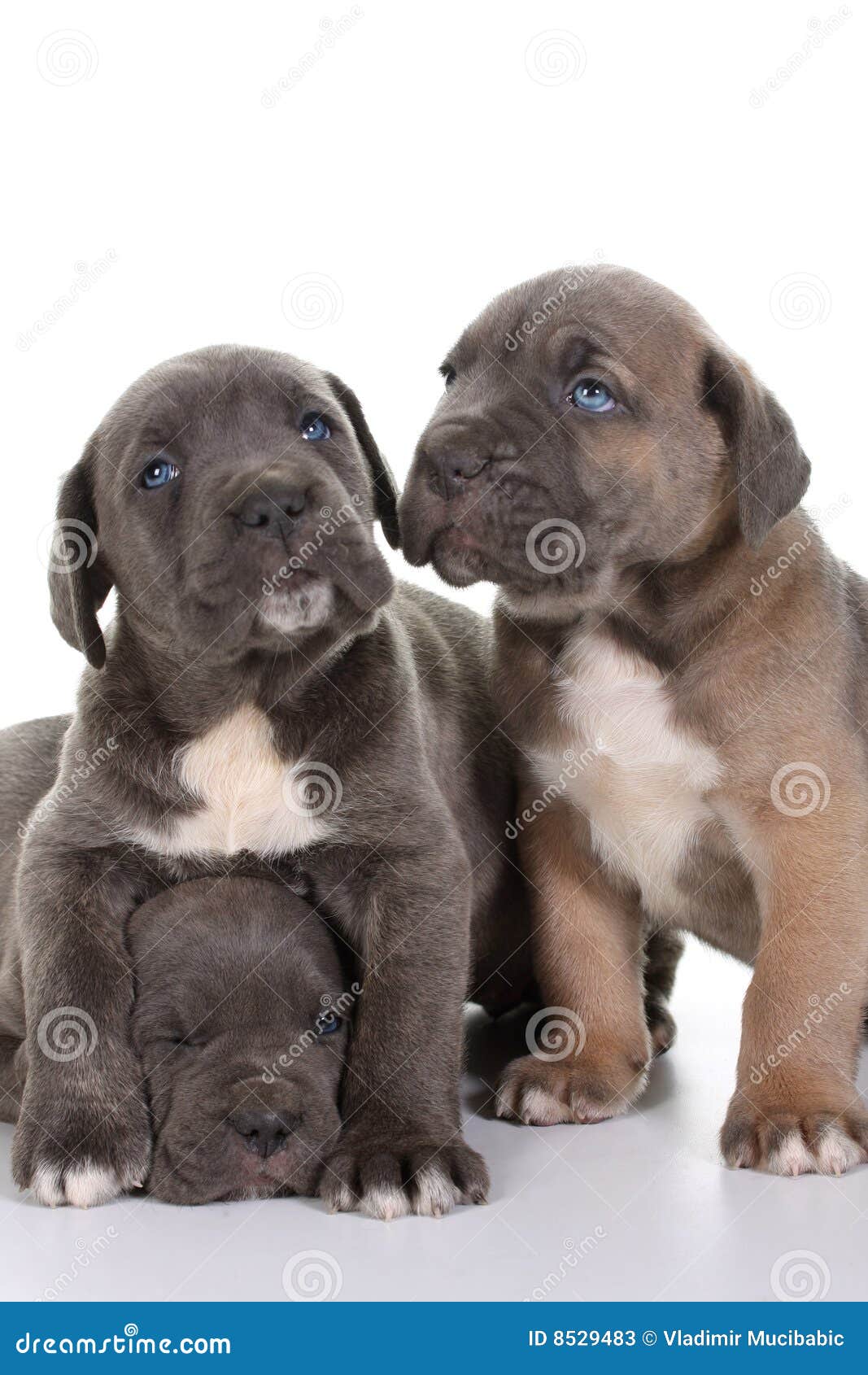 Puppy Italian Mastiff Cane Corso Stock Image - Image of baby, bulldog ...