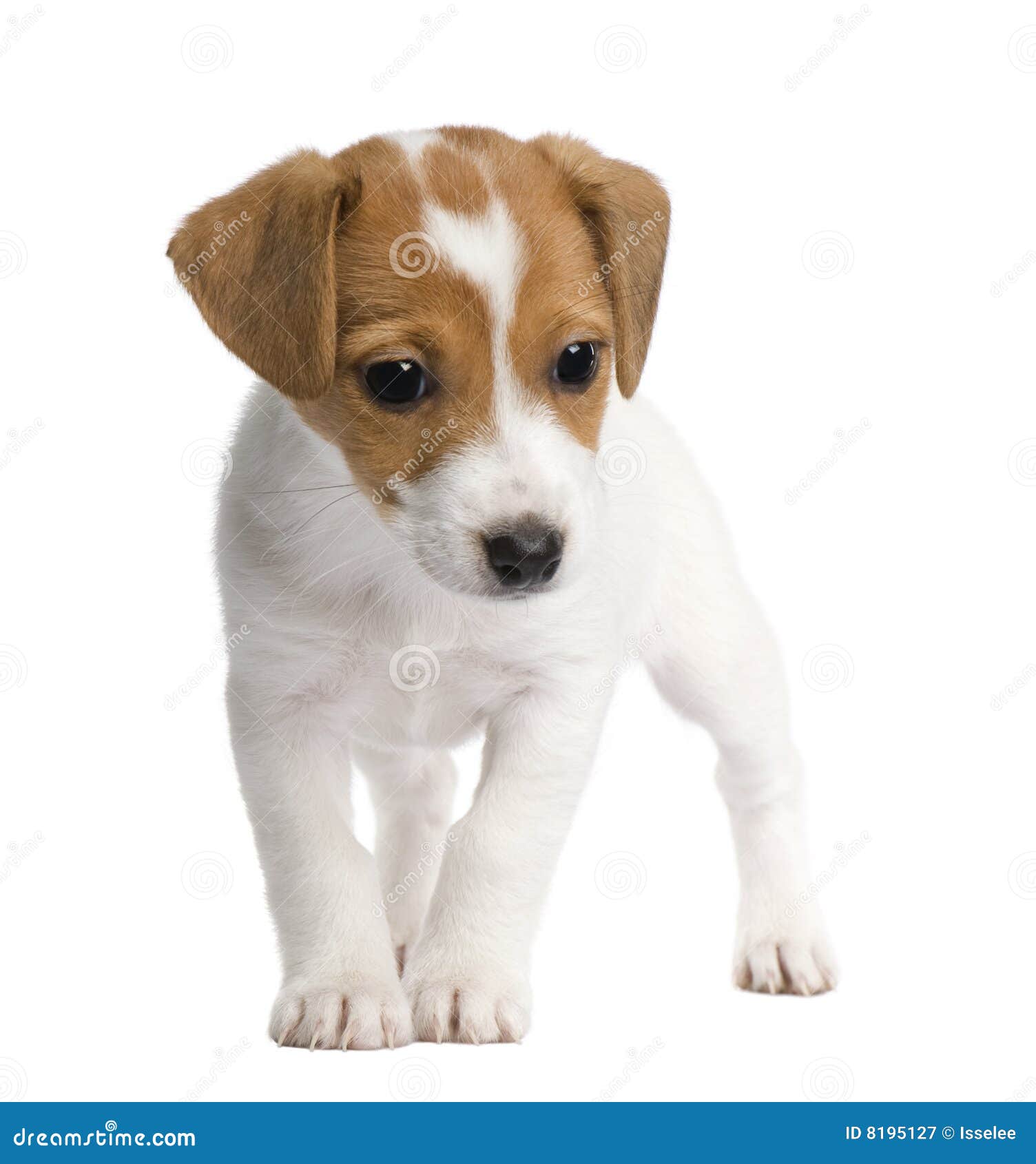 Puppy Jack Russell (7 Weken) Stock Afbeelding - Image of schepsel ...