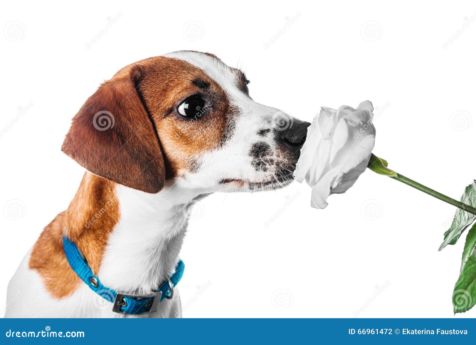 Puppy Jack Russell Terrier stock photo. Image of card - 66961472