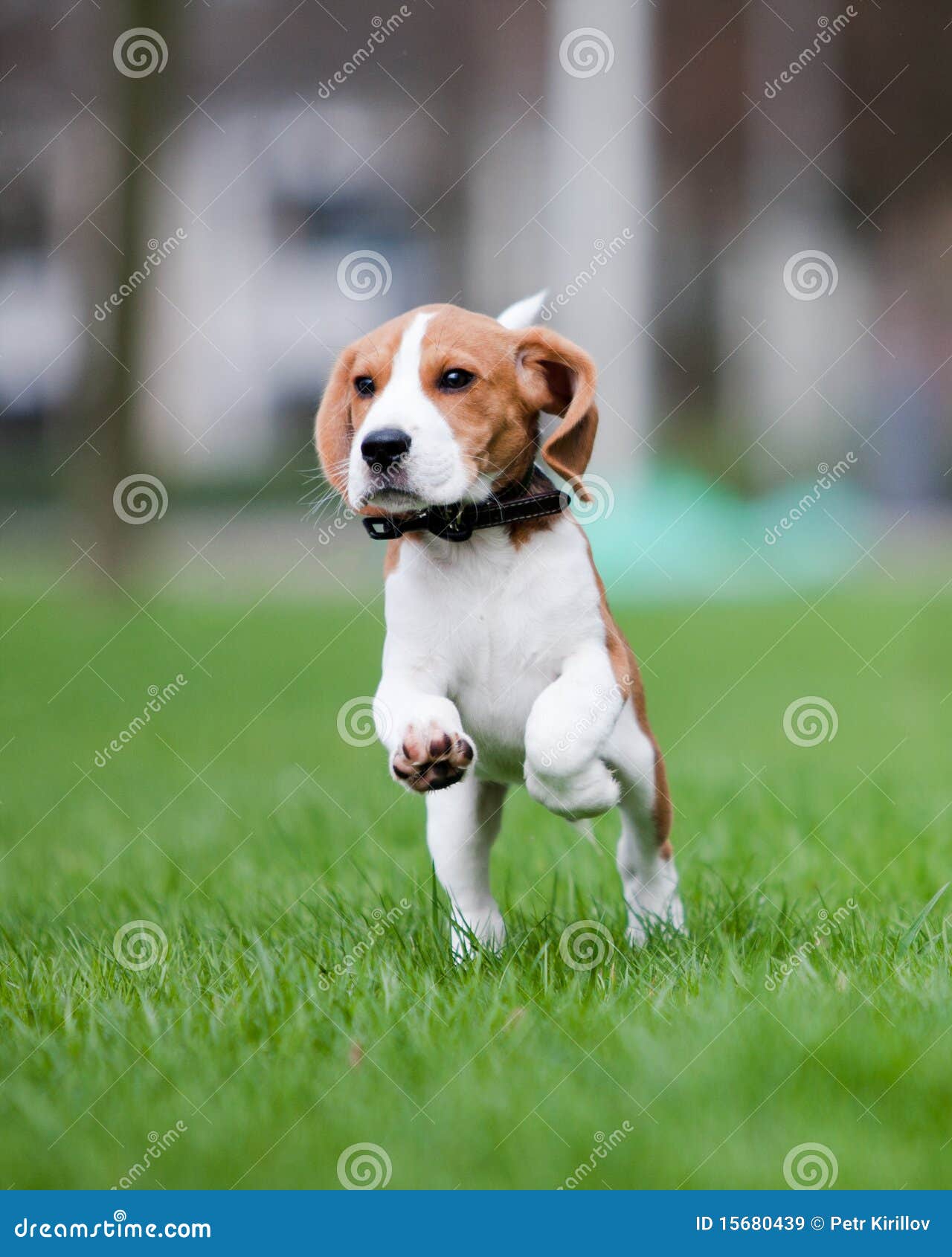 Puppy jumping and running stock image. Image of paws - 15680439