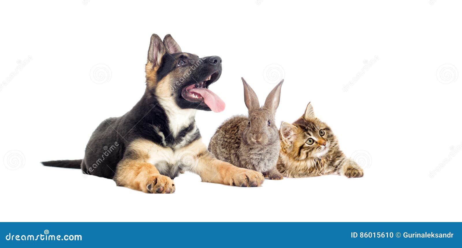 Puppy and Kitten and Rabbit Looking Stock Photo - Image of puppy, front ...