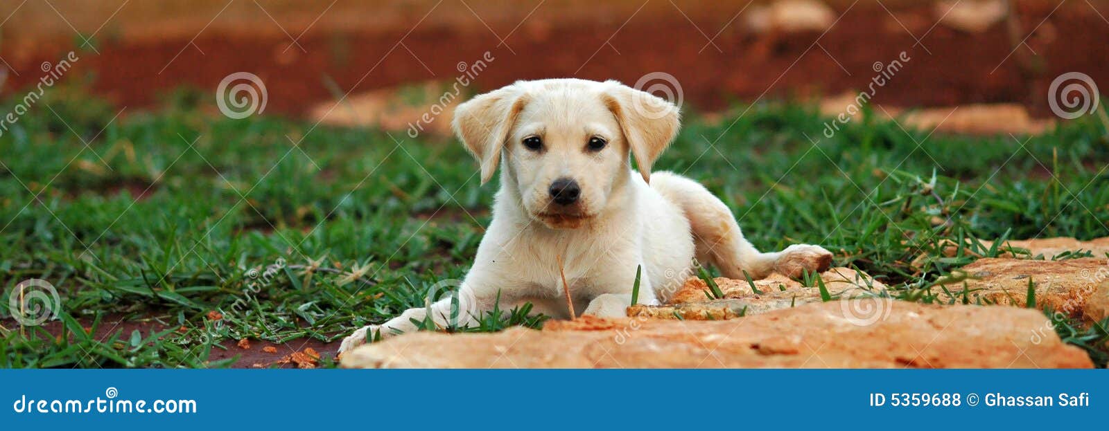 Puppy lab 01 stock photo. Image of labrador, muddy, dogs - 5359688