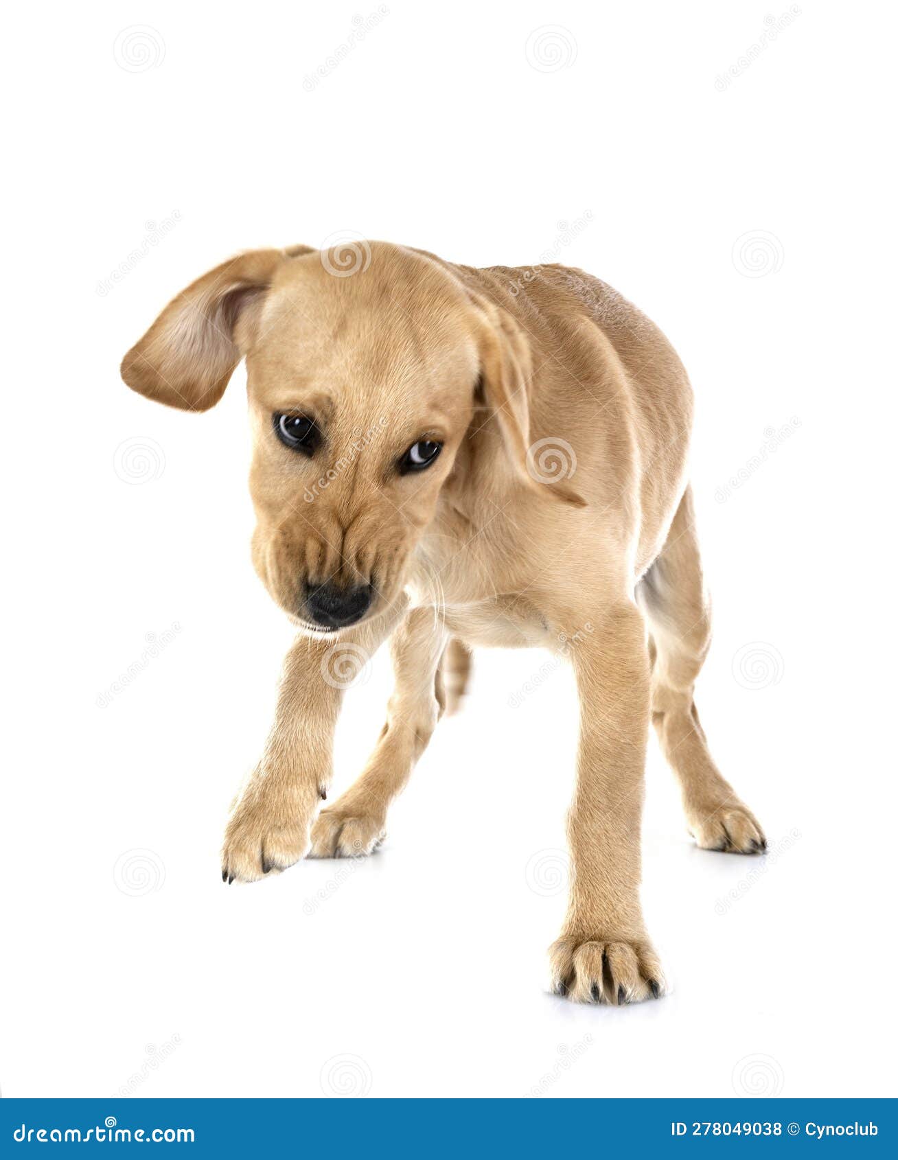 Puppy labrado retriever stock photo. Image of white - 278049038