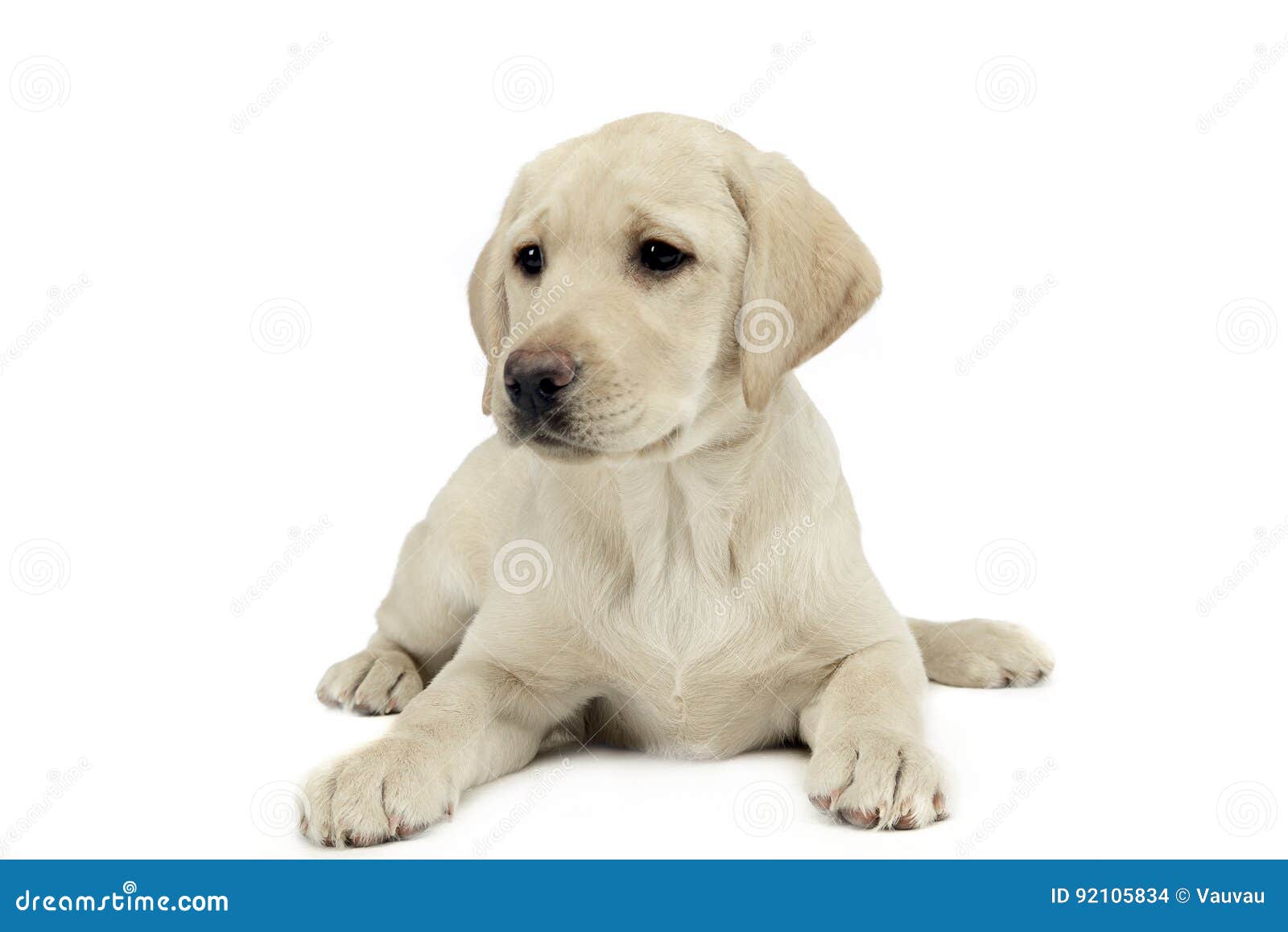 Puppy Labrador Retriever Lying and Looking Sideways in a White Studio ...