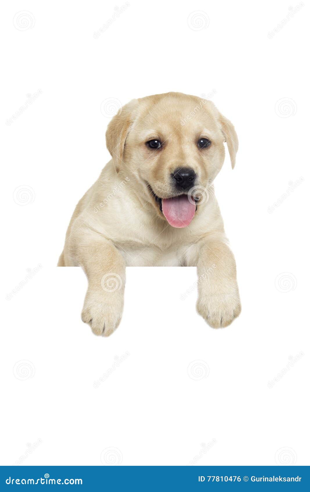 Puppy Labrador Retriever Peeking Stock Photo - Image of purebred ...