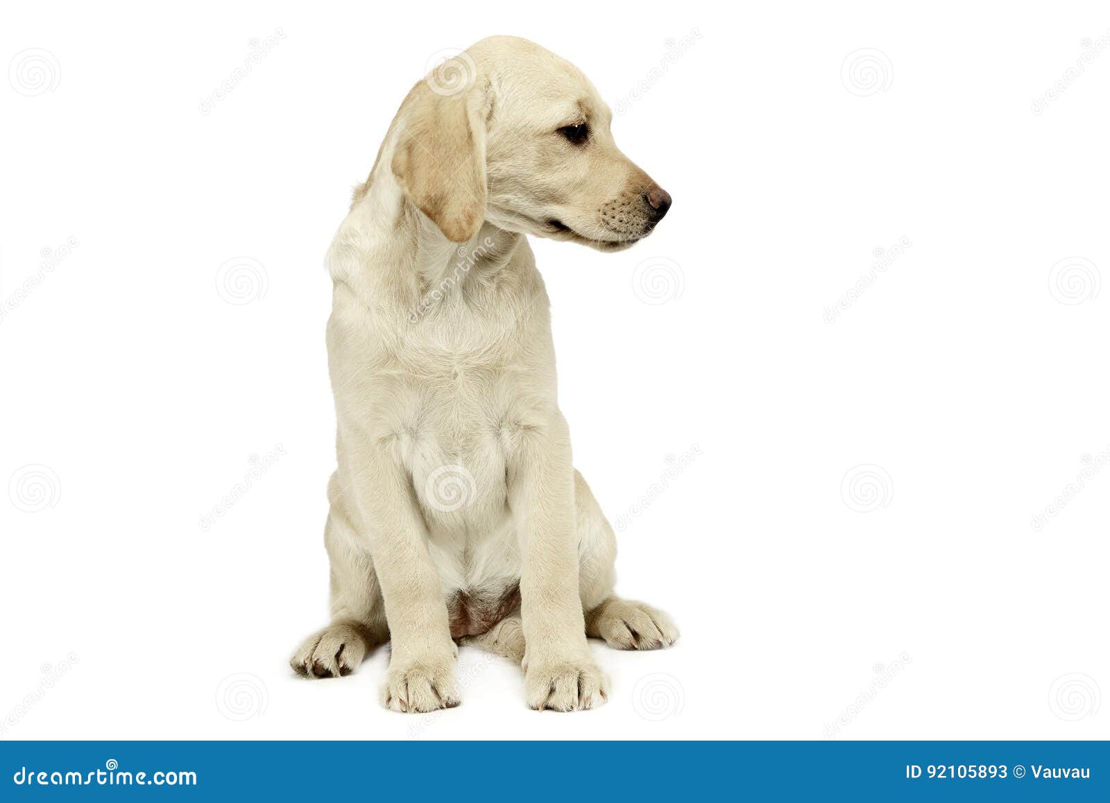 Puppy Labrador Retriever Sitting and Looking Sideways in a White Stock ...