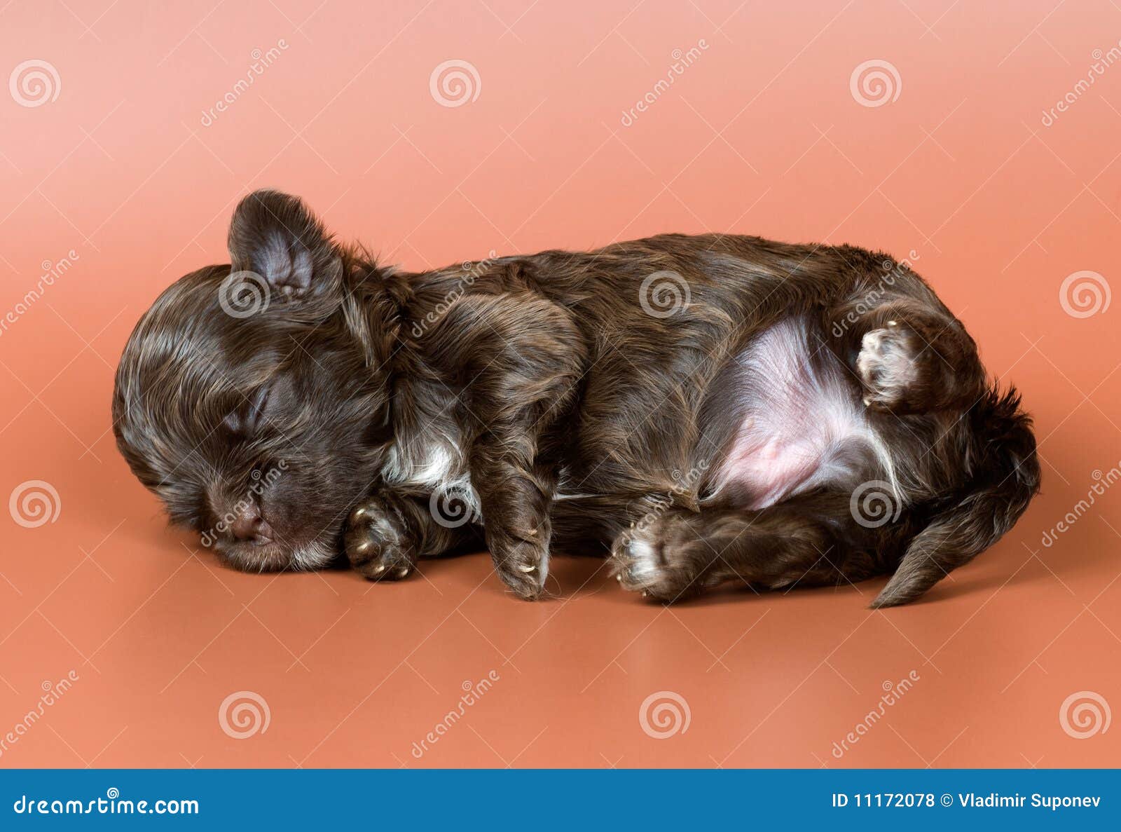 Puppy of a lap-dog stock photo. Image of beast, young - 11172078