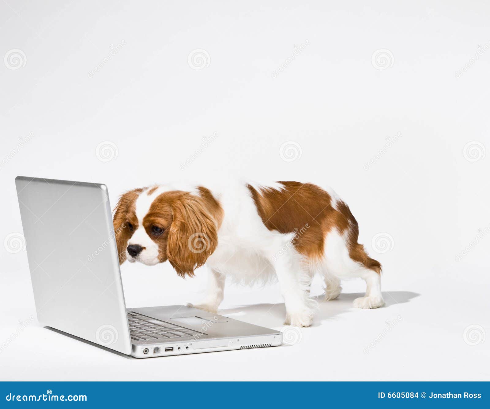 Puppy with laptop computer stock photo. Image of loving - 6605084