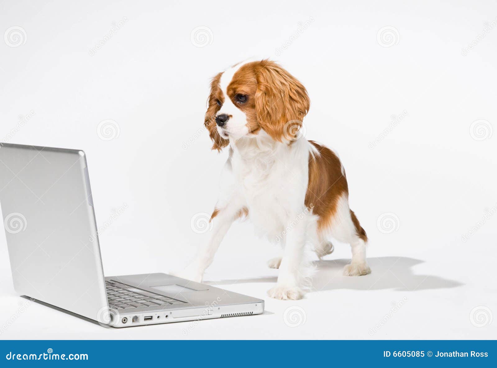 Puppy with laptop computer stock image. Image of memories - 6605085