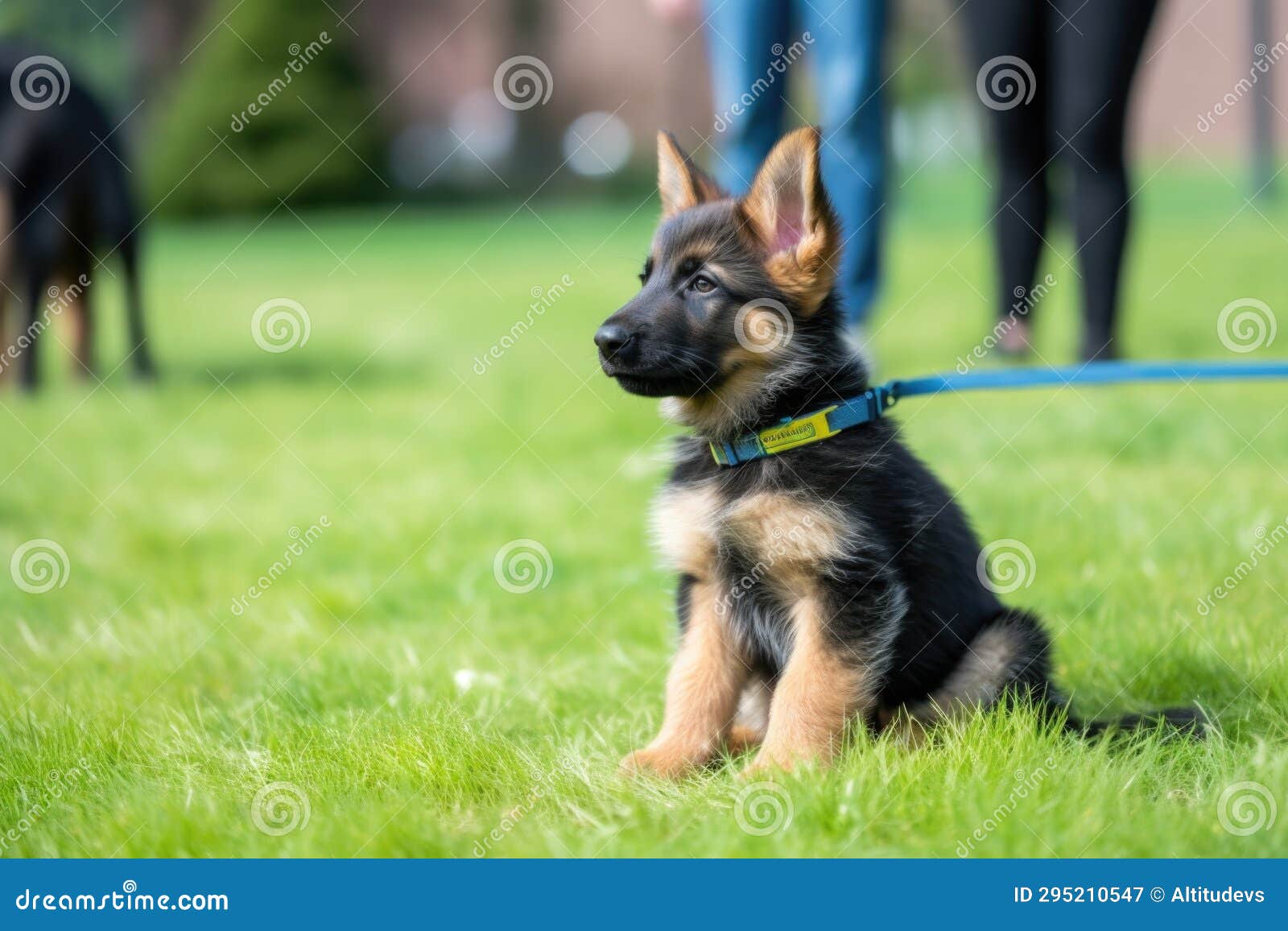 Puppy Learning To Sit on Command Stock Image - Image of teaching ...