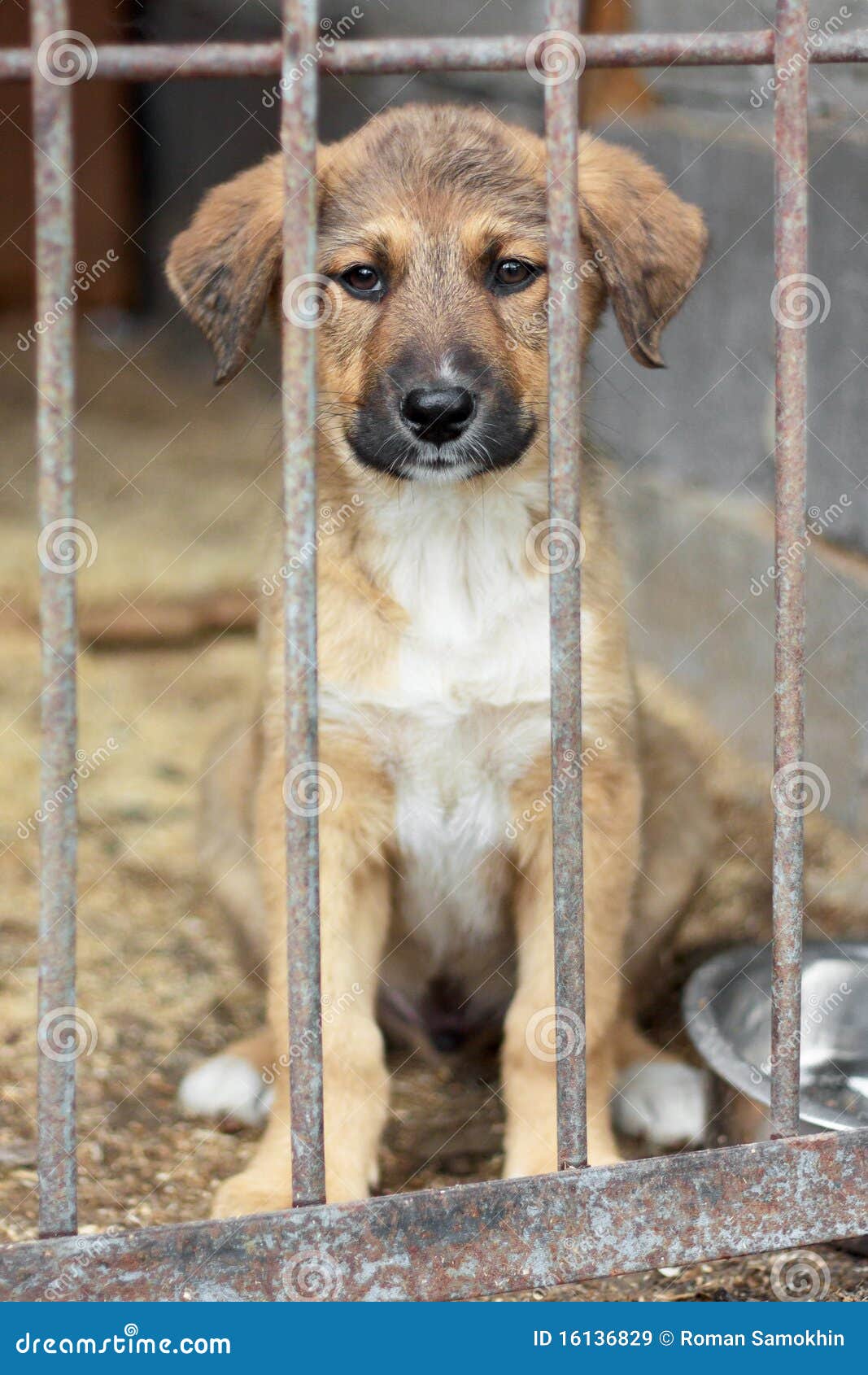 Puppy locked in the cage stock image. Image of home, locked - 16136829