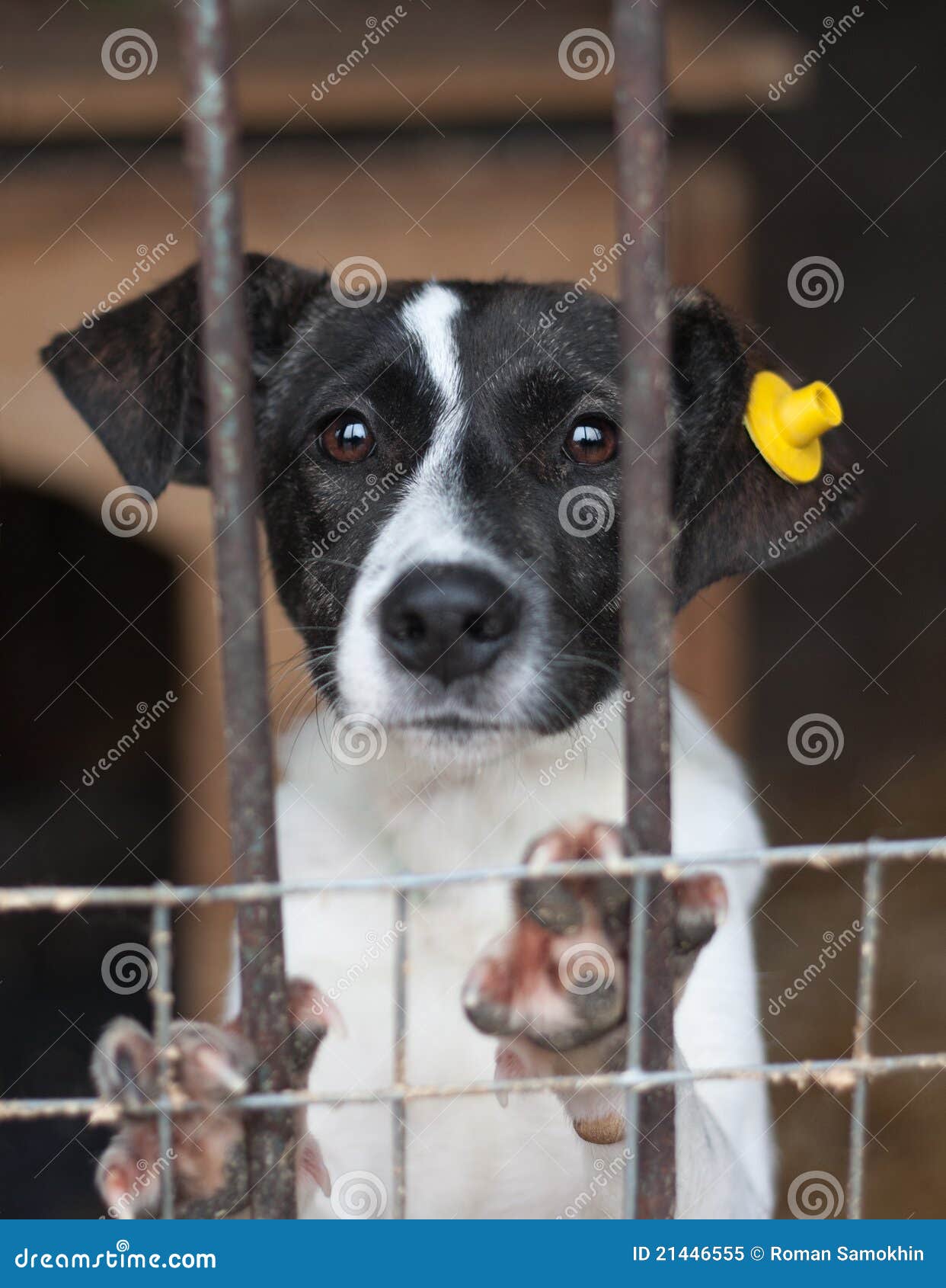 Puppy locked in the cage stock image. Image of adorable - 21446555