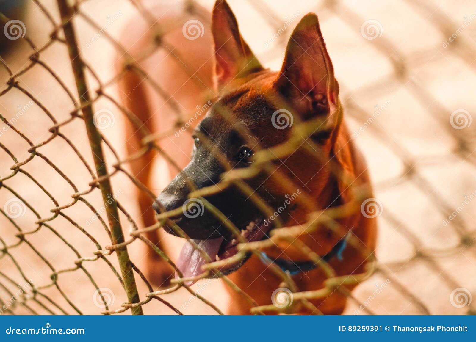 Puppy locked in a dog cage stock image. Image of cage - 89259391
