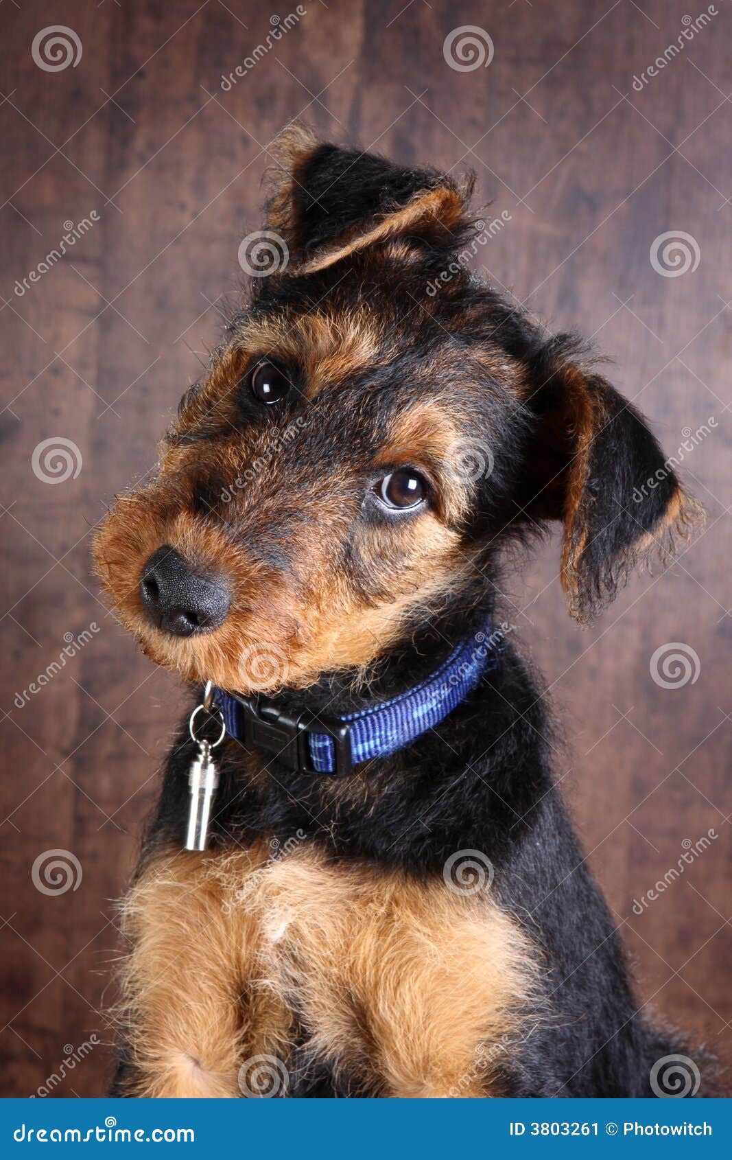 Puppy look stock image. Image of terrier, eyes, lovely - 3803261
