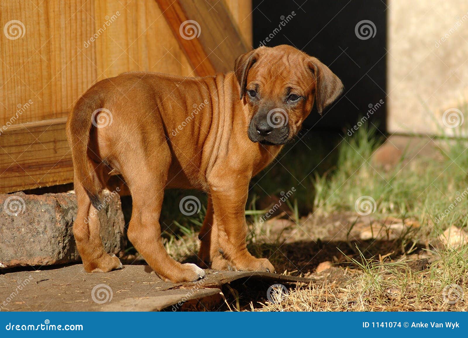 Puppy looking back stock photo. Image of expression, face - 1141074