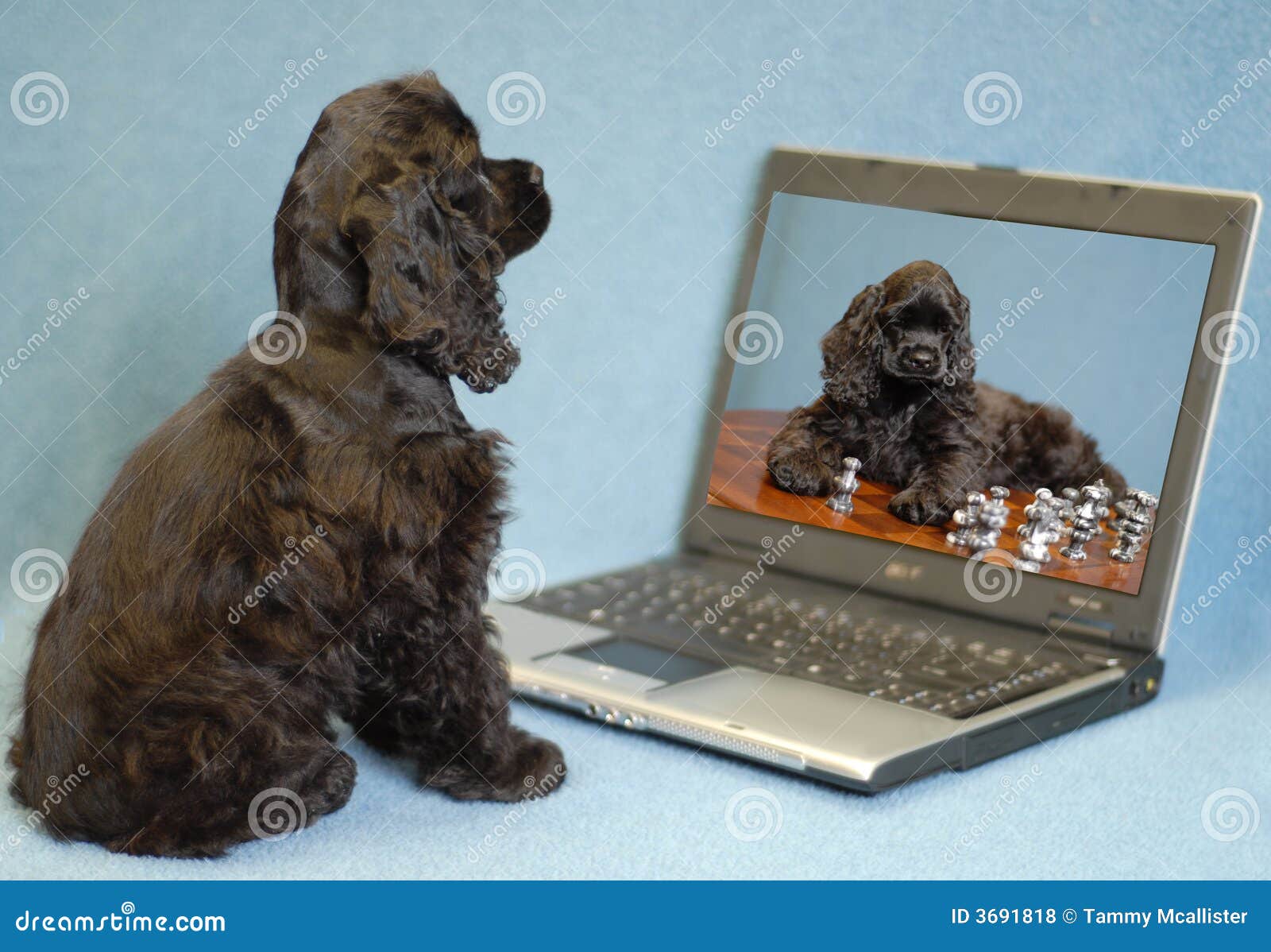 Puppy looking at computer stock photo. Image of canine - 3691818