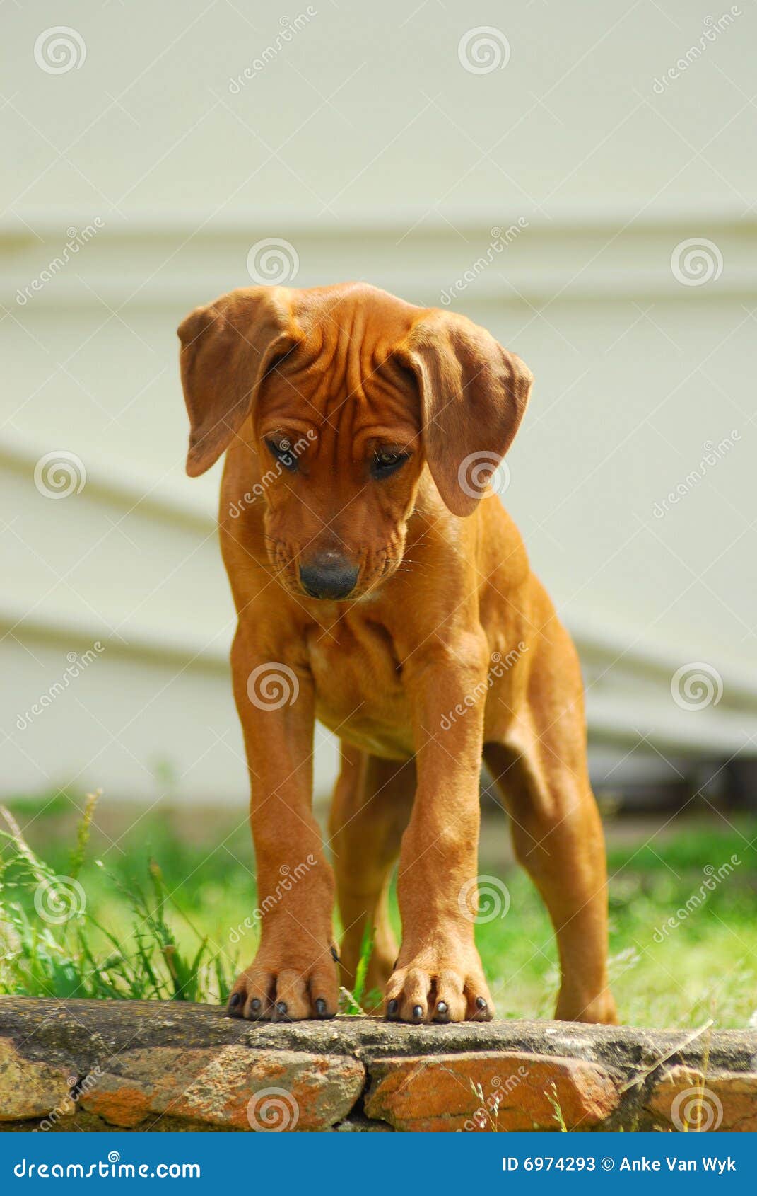 Puppy looking down stock image. Image of animal, creatures - 6974293