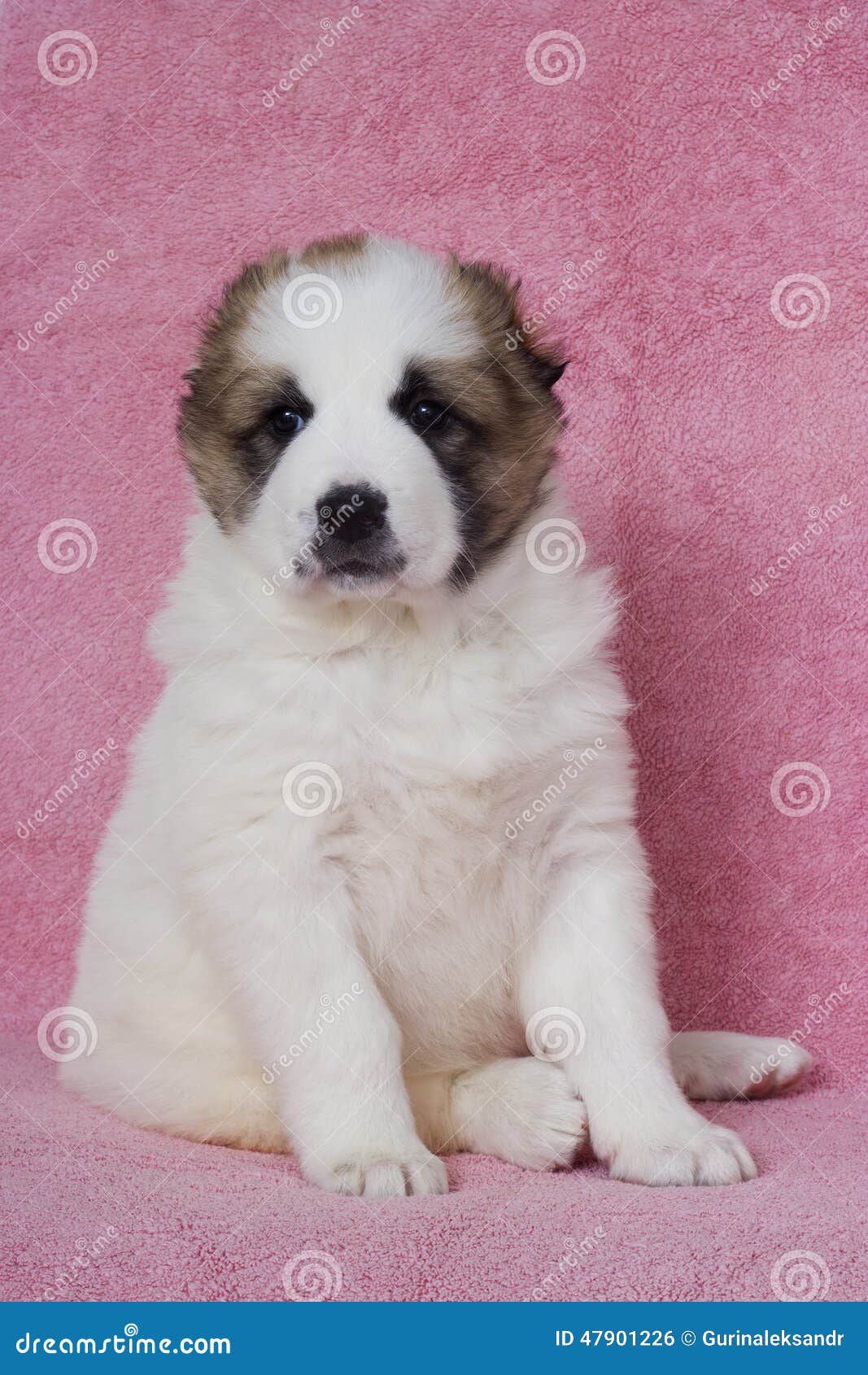 Puppy looks stock photo. Image of sitting, pedigreed - 47901226