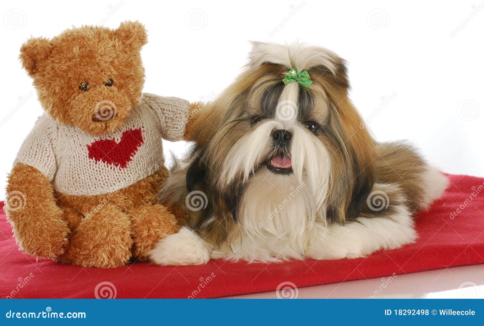 Puppy love stock photo. Image of puppy, affection, fluffy - 18292498