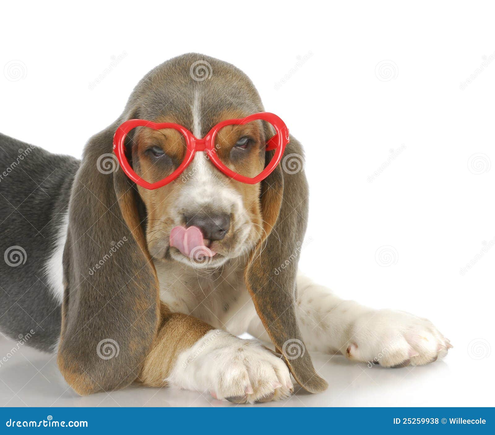 Puppy love stock photo. Image of male, background, holidays - 25259938
