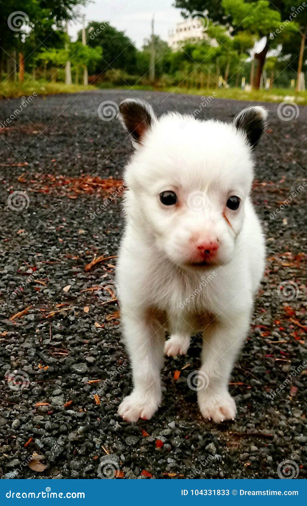 Puppy lover stock image. Image of lover, innocent, looks - 104331833