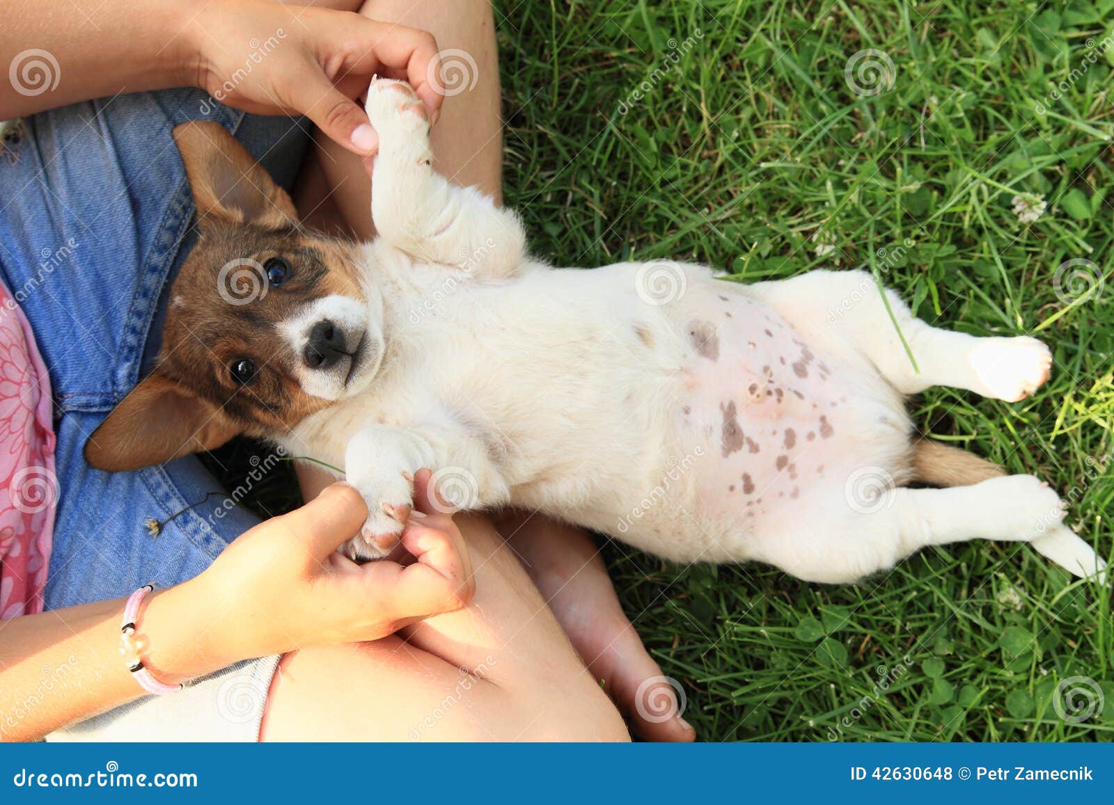 Puppy lying on back stock photo. Image of green, bottom - 42630648