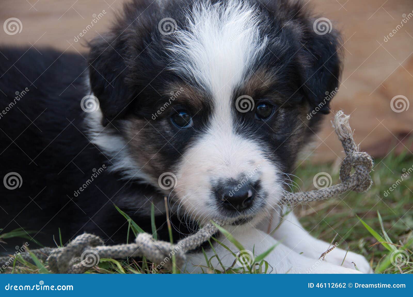 Puppy Lying Grass Chewing Rope Stock Photos - Free & Royalty-Free Stock ...